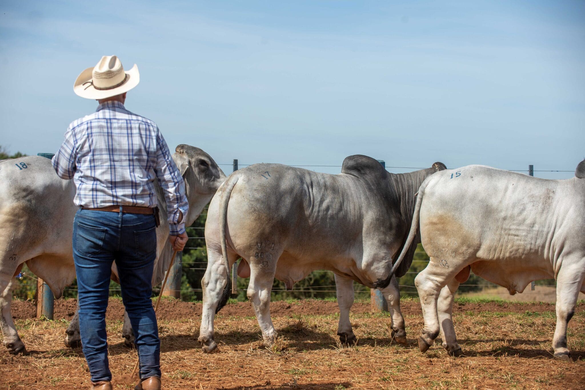 Prova da raça Brahman confirma evolução genética dos touros - Jornal ...